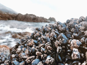 El percebe, ¿es un vertebrado o un invertebrado? - Cetárea Burela